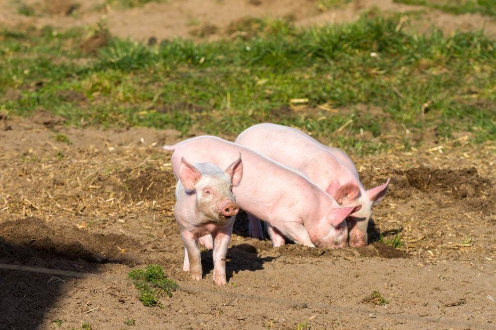 USDA Modernizes Swine Slaughter Inspection for the First Time in Over ...