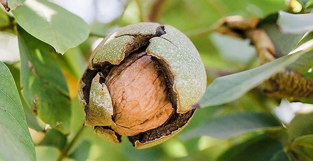 California Walnut Board Pursuing Credit-Back Authority - Valley Ag Voice
