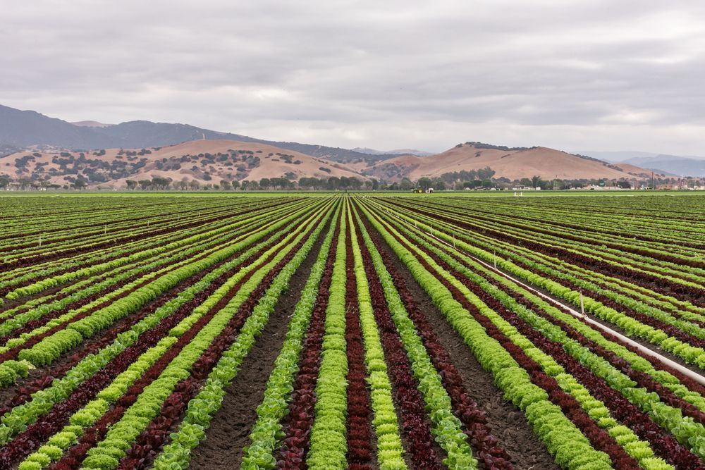California Agriculture Confronts a Perfect Storm of Challenges - Valley ...