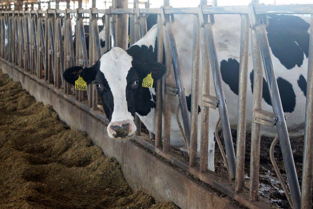 Dairy Digesters Use Cow Power to Make Clean Energy - Valley Ag Voice