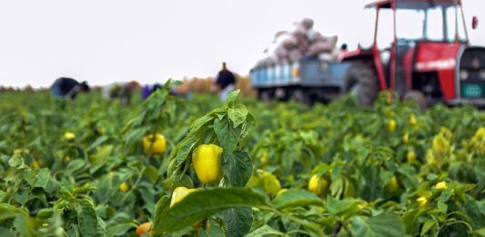 Farm Labor Camps: A Look Back at How America Solved the Crisis During ...