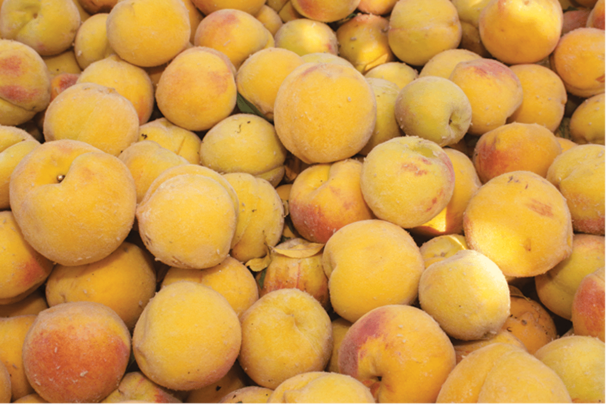 Customer Demand for Cling Peaches Exceeds Production - Valley Ag Voice