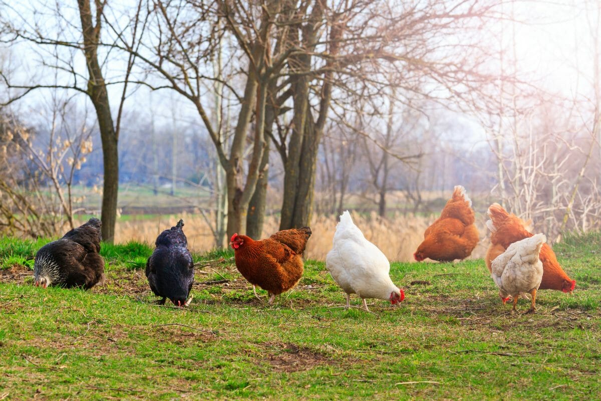 USDA Launches Effort to Strengthen Substantiation of Animal-Raising ...