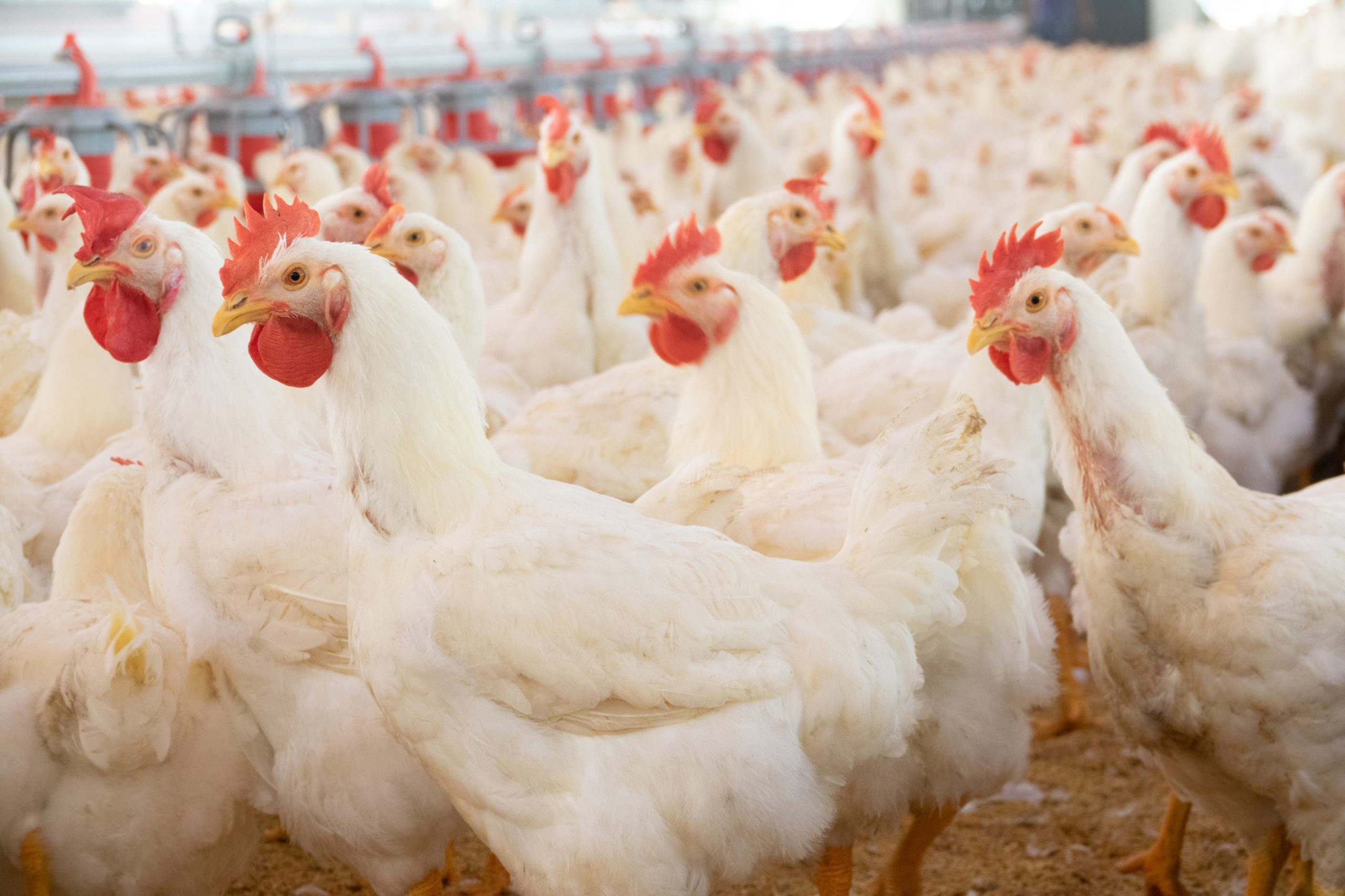 Farm flock losses climb as avian flu outbreak spreads - Valley Ag Voice