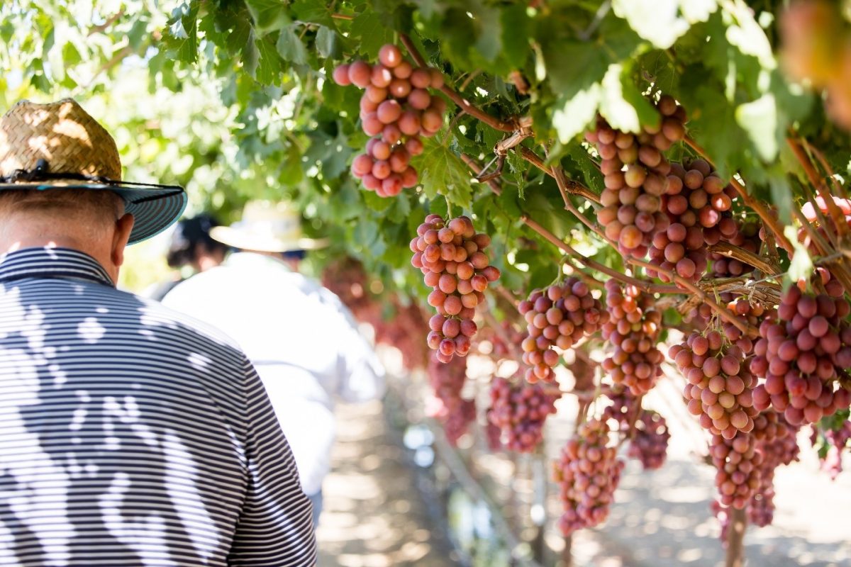 Sun World Expands Table Grape Portfolio with Epic Crisp and Applause ...